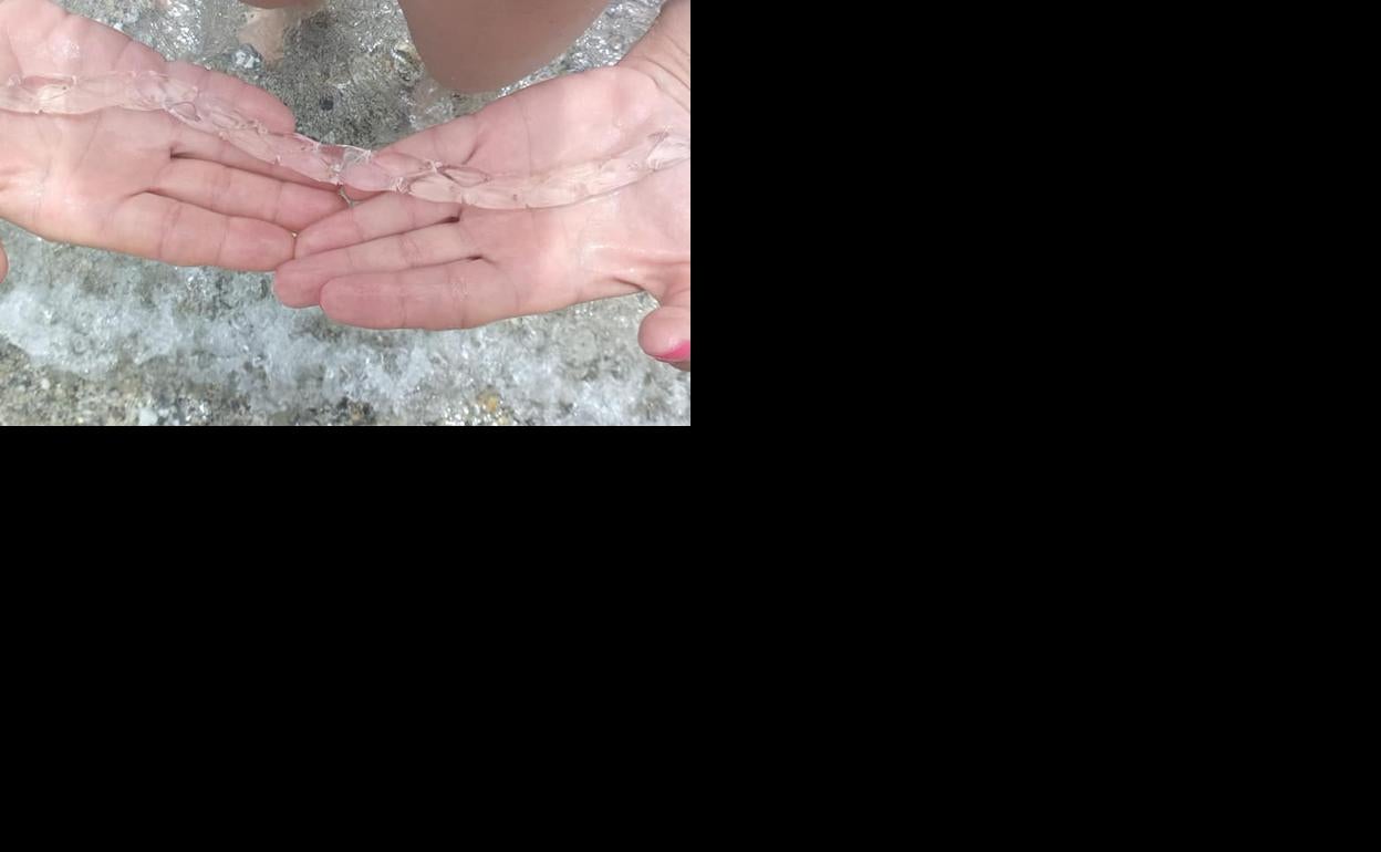 Plaga de salpas en Málaga: así son los desconocidos invertebrados que han inundan las playas ...